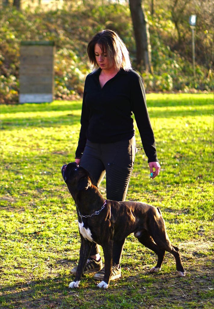 Vorstand - Boxer-Klub Mönchengladbach, Boxer-Klub E.V. Sitz München